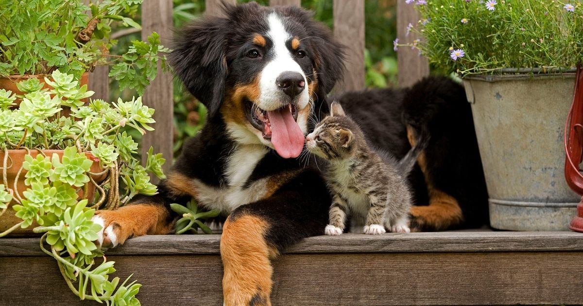 Skoraj četrt milijona psov in pol milijona mačk? - Cosmopolitan.si