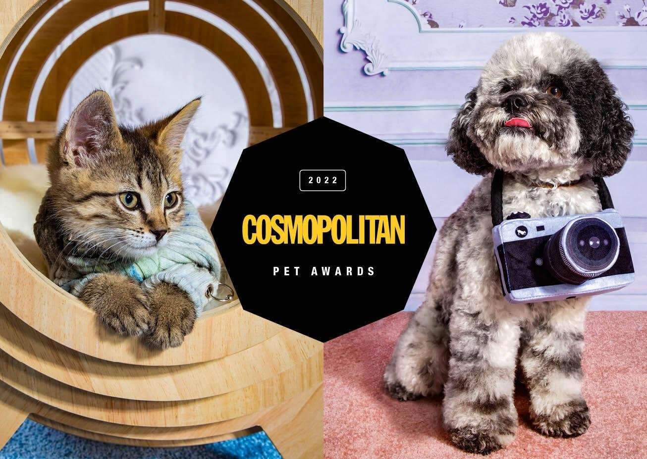 GLASOVANJE za Cosmopolitan PET Awards 2022 je odprto 🐶 (glasuj TUKAJ 👇 ...
