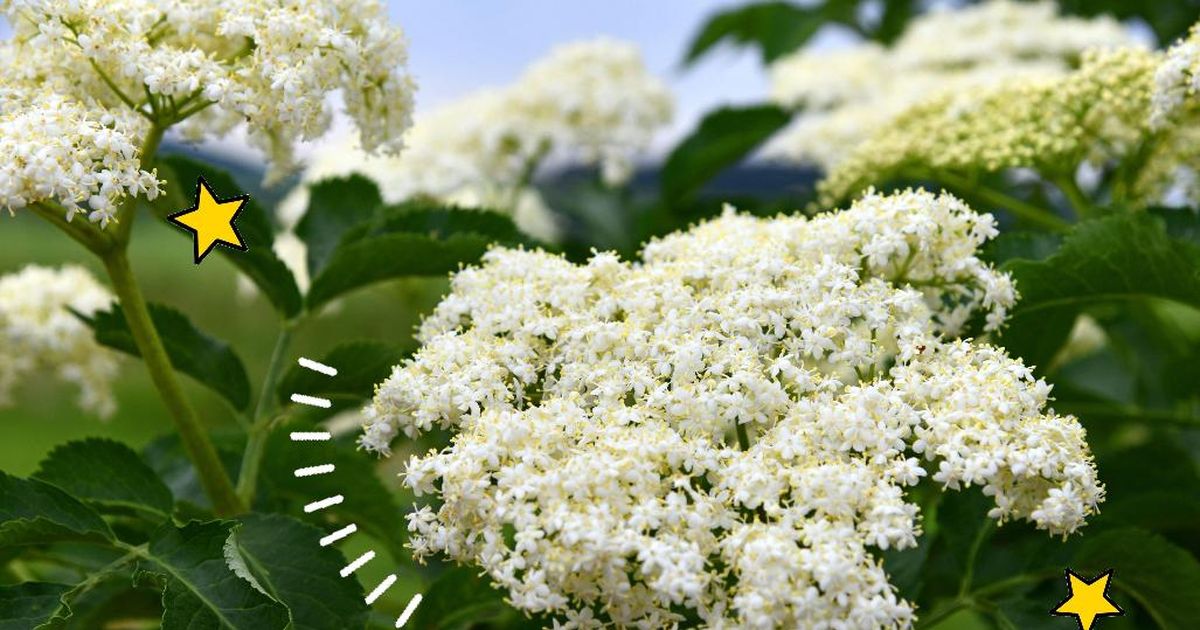 Tudi ti na vsakem koraku vidiš bezeg? Preizkusi ta recept za najboljši ...