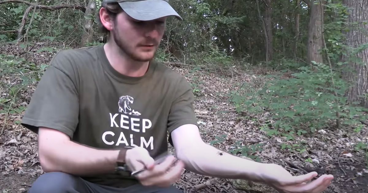 Moški si je dal na roko črno vdovo in pustil, da ga ugrizne: neverjetno ...