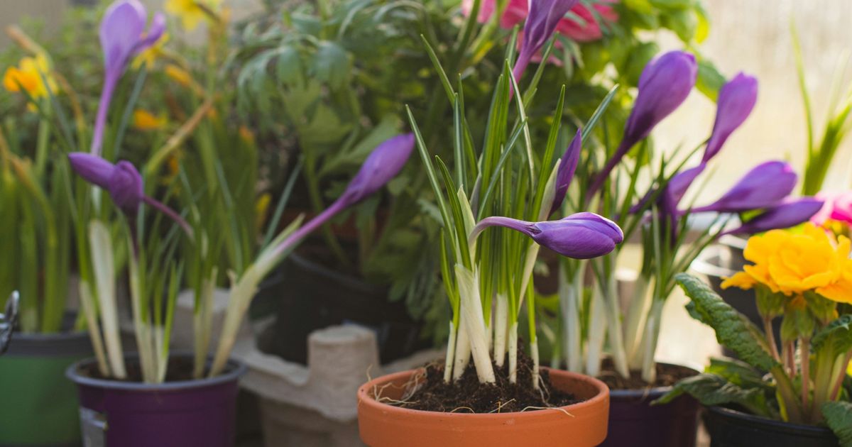 Si posadila cel kup rastlin? Tukaj je preprost trik, da bodo cvetele (in odvračale vse ...