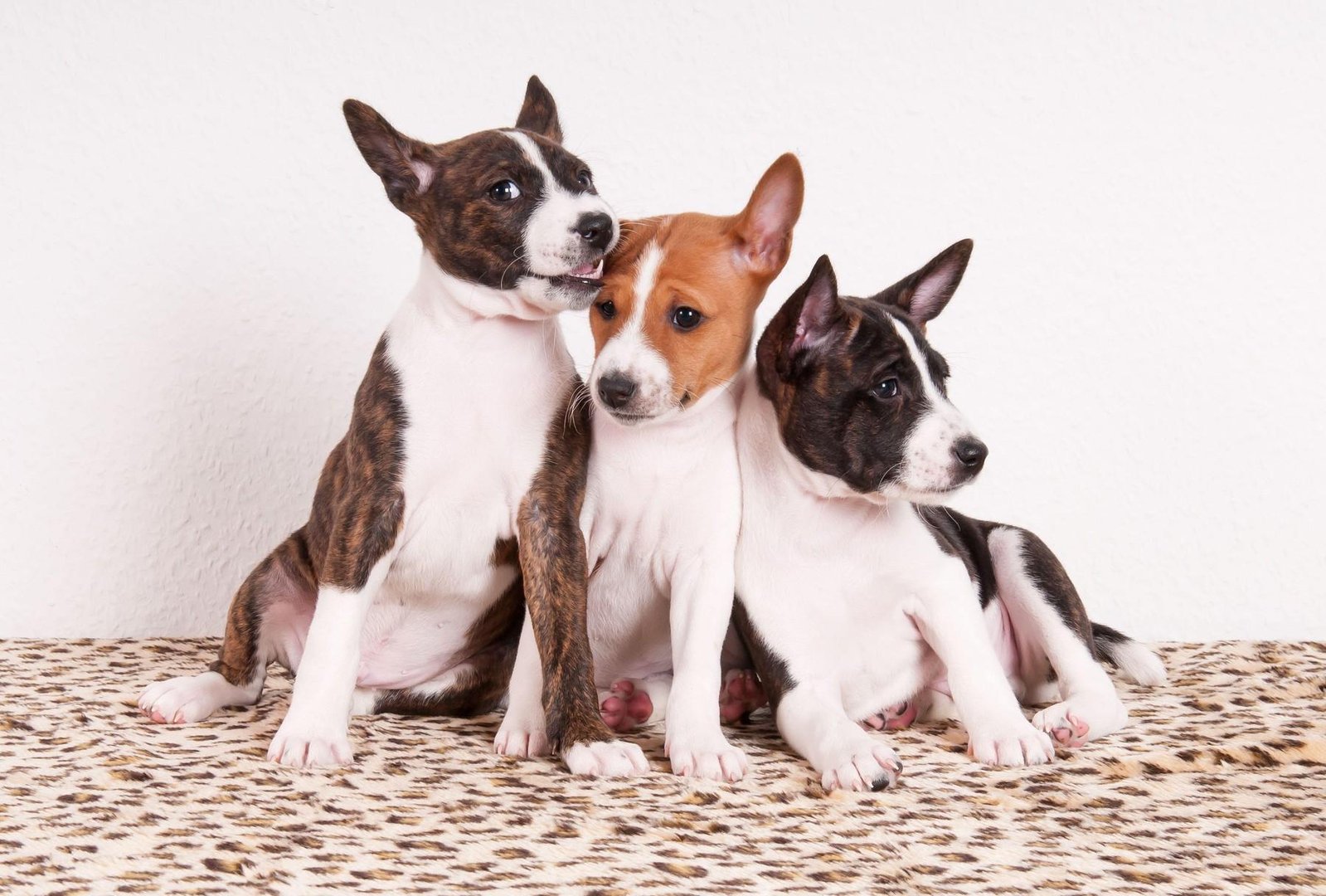 Poznate pasmo psa,, ki postaja vse bolj priljubljena? Ne laja, nima ...